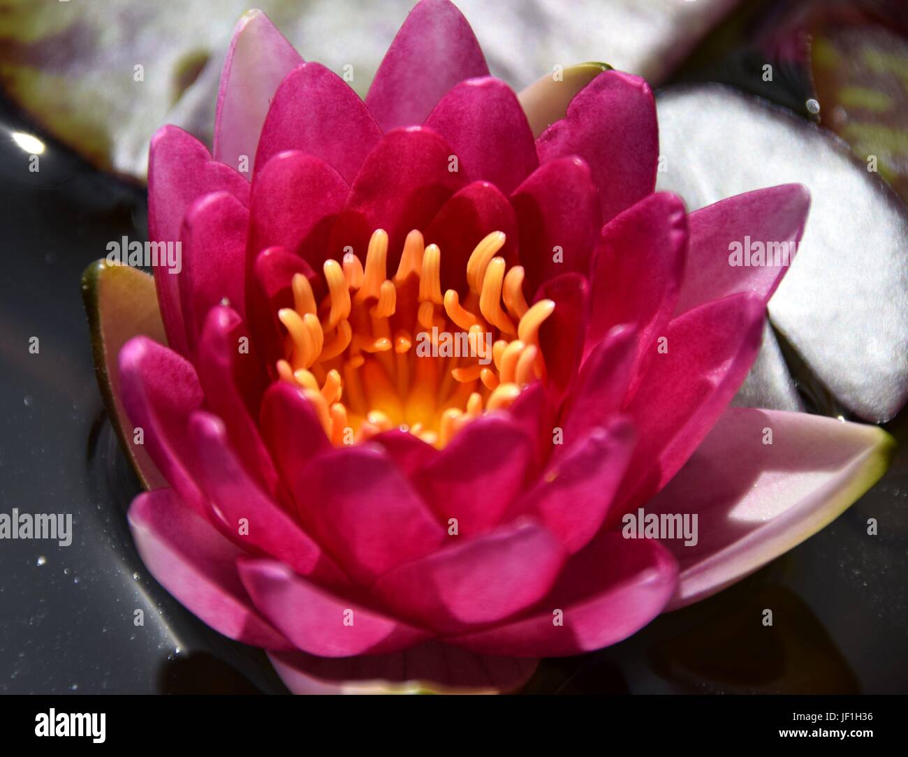 water lily on a garden pond Stock Photo - Alamy
