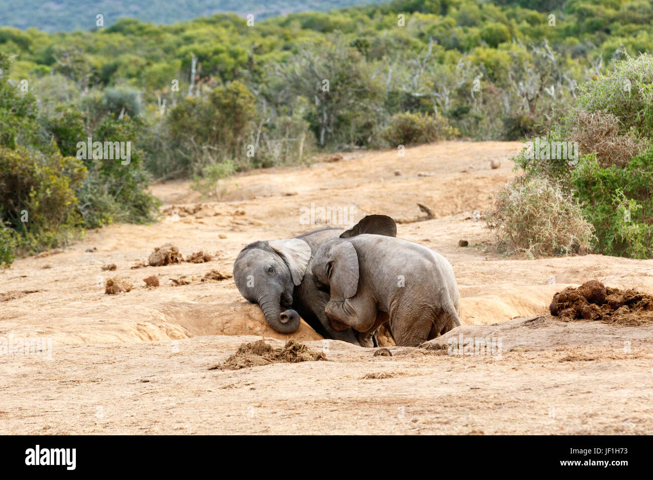 Please brother you are and African Bush Elephant Stock Photo - Alamy