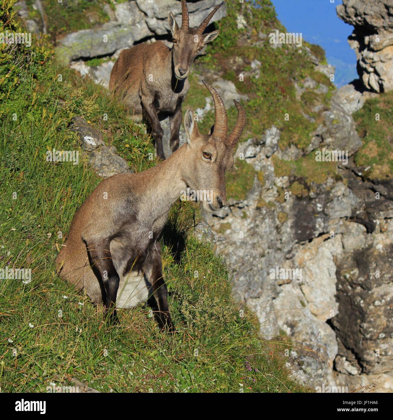 Cute female ibex hi-res stock photography and images - Alamy