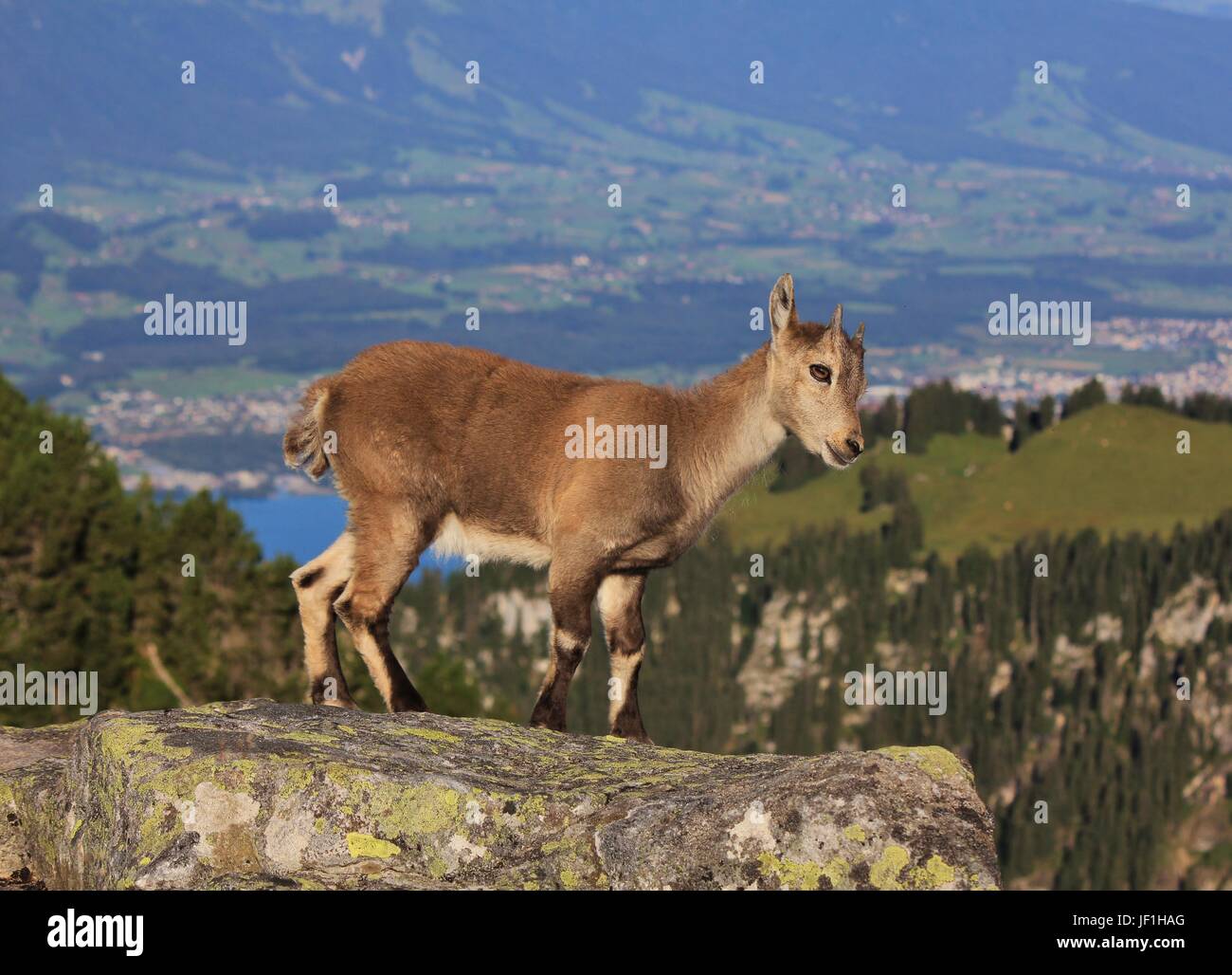 Alpine Ibex Baby