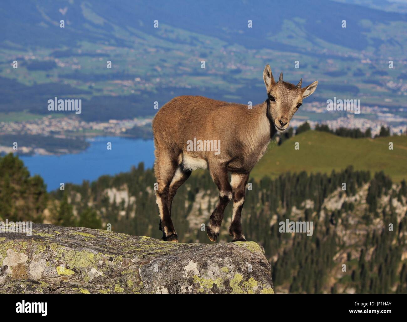 Cute alpine ibex baby Stock Photo - Alamy