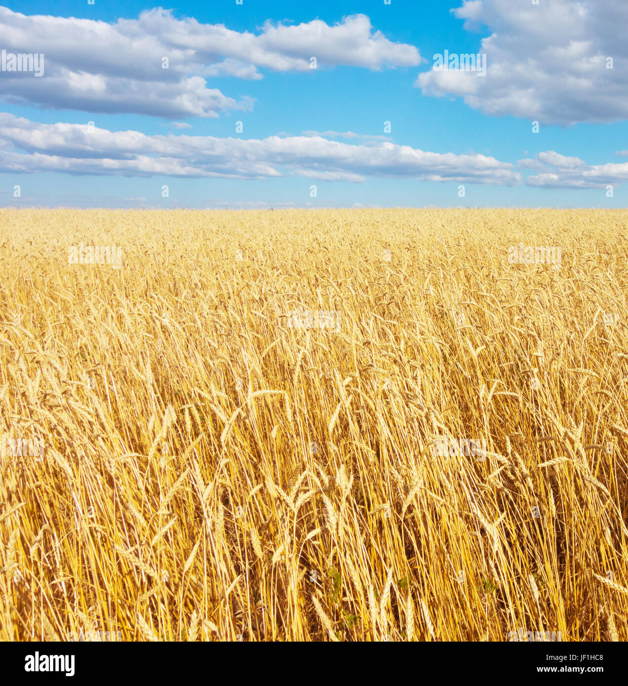 golden wheat field Stock Photo - Alamy
