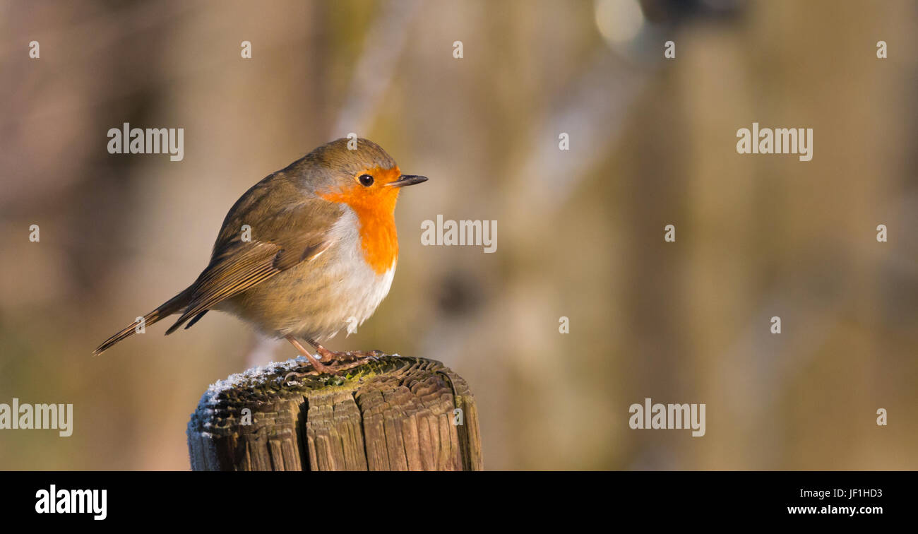 Robin oiseau oiseaux hi-res stock photography and images - Alamy