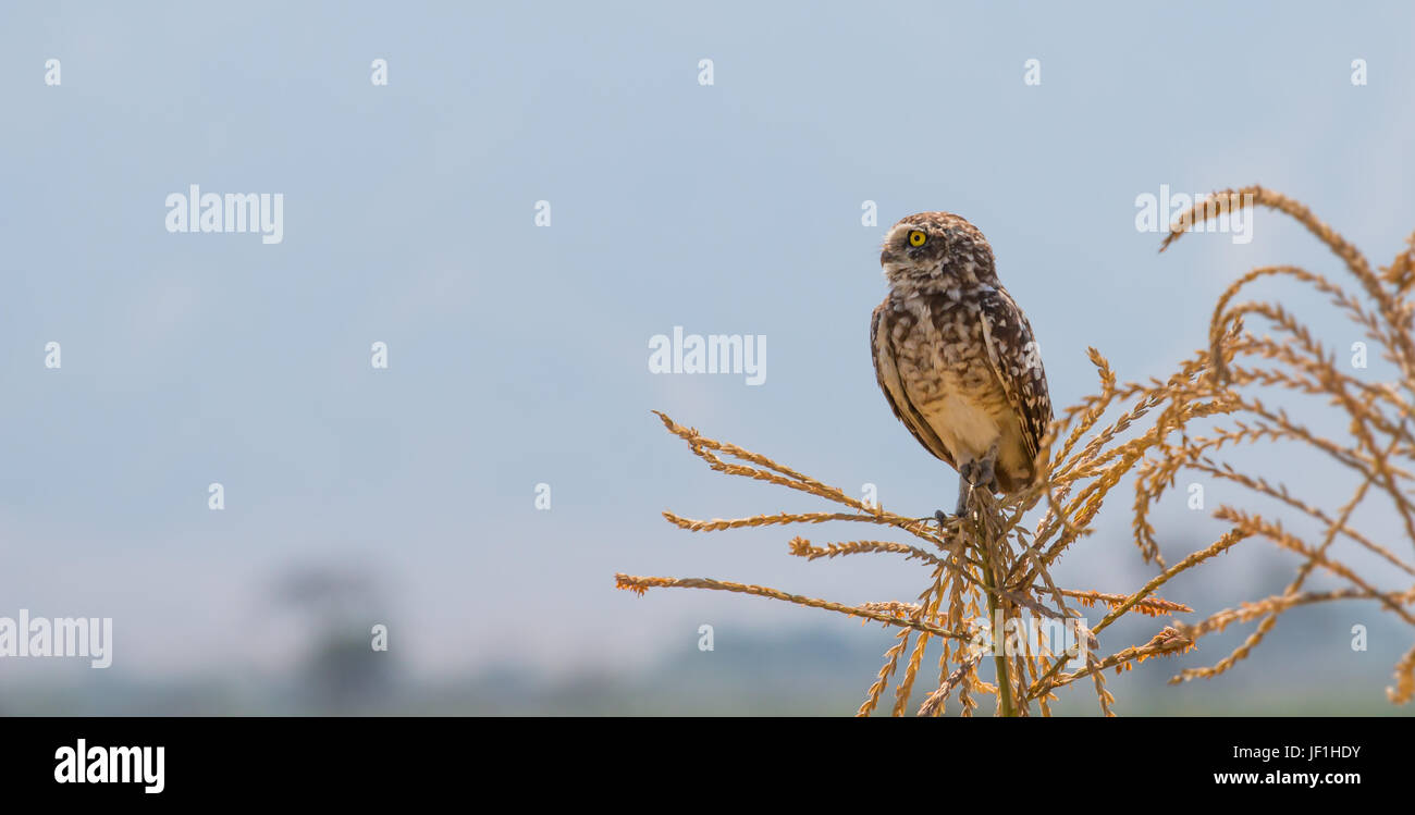 Owl on cornplant Stock Photo - Alamy