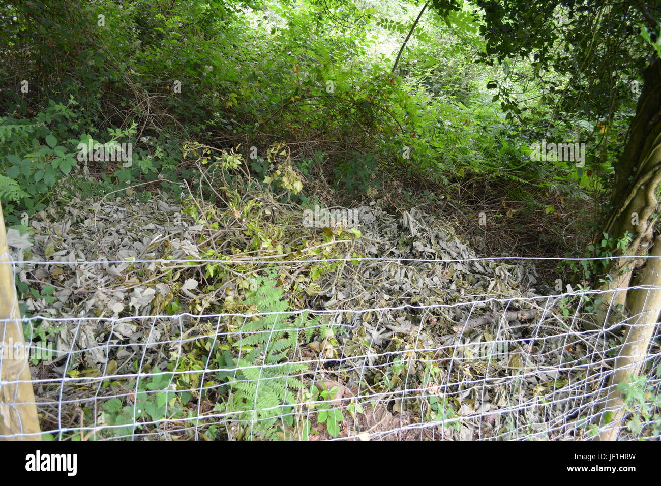 Rotting vegetation hi-res stock photography and images - Alamy