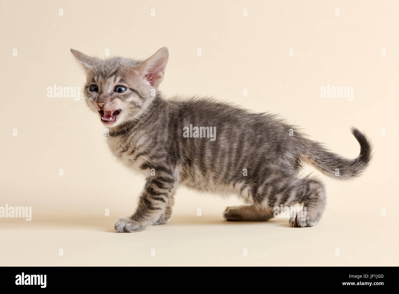 Toyger (Felis silvestris catus), age 6 weeks, color black, tabby ...
