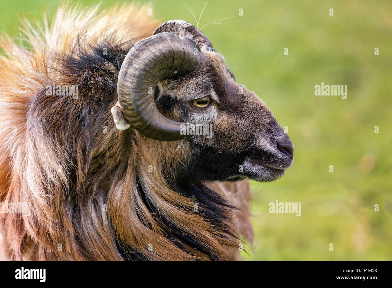CAMEROON Sheep Ram Stock Photo - Alamy