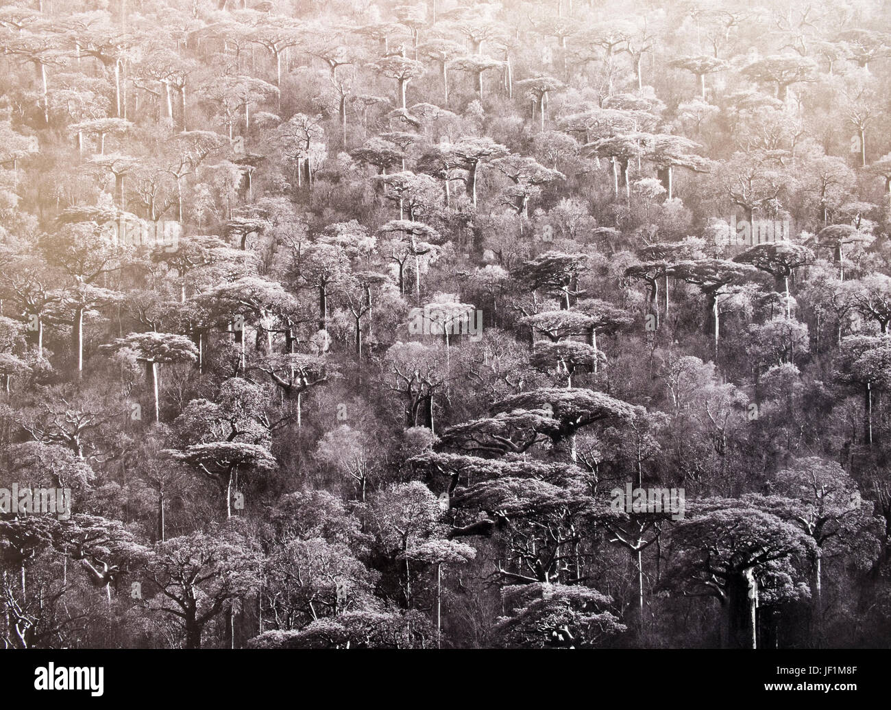 Exhibition "Genesis" of the Brazilian Photographer Sebastião Salgado ...