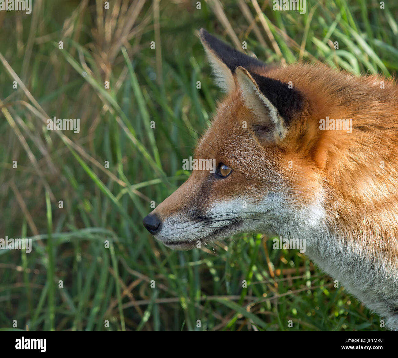 Profile wild red fox hi-res stock photography and images - Alamy
