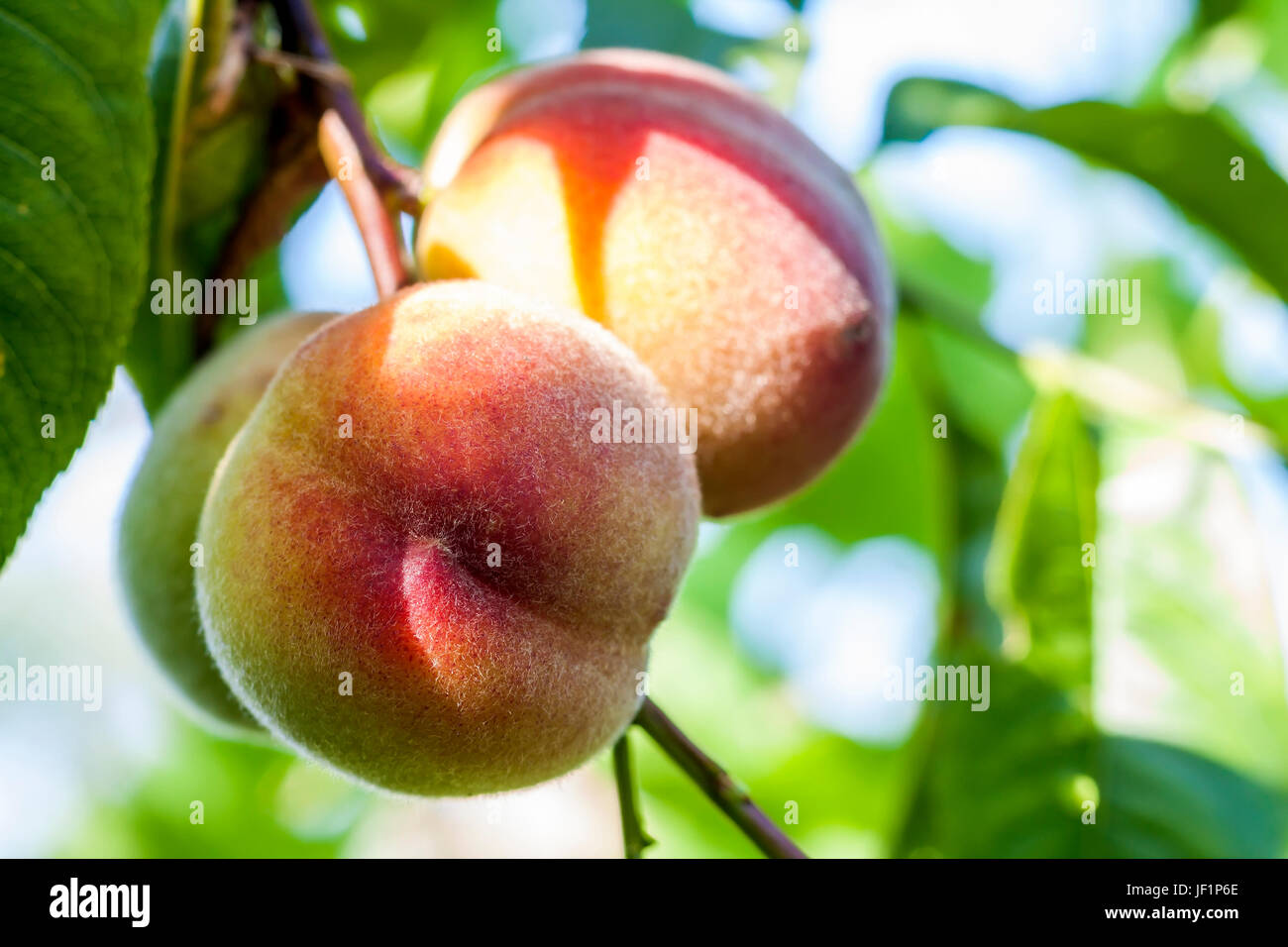 Sweet peach fruits growing on a peach tree branch Stock Photo - Alamy