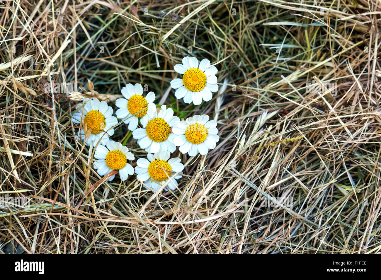 Yellow straw hay with white daisy flowers Stock Photo - Alamy