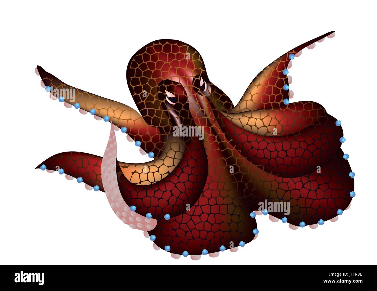 food, aliment, animal, wild, underwater, octopus, swimming, floating ...