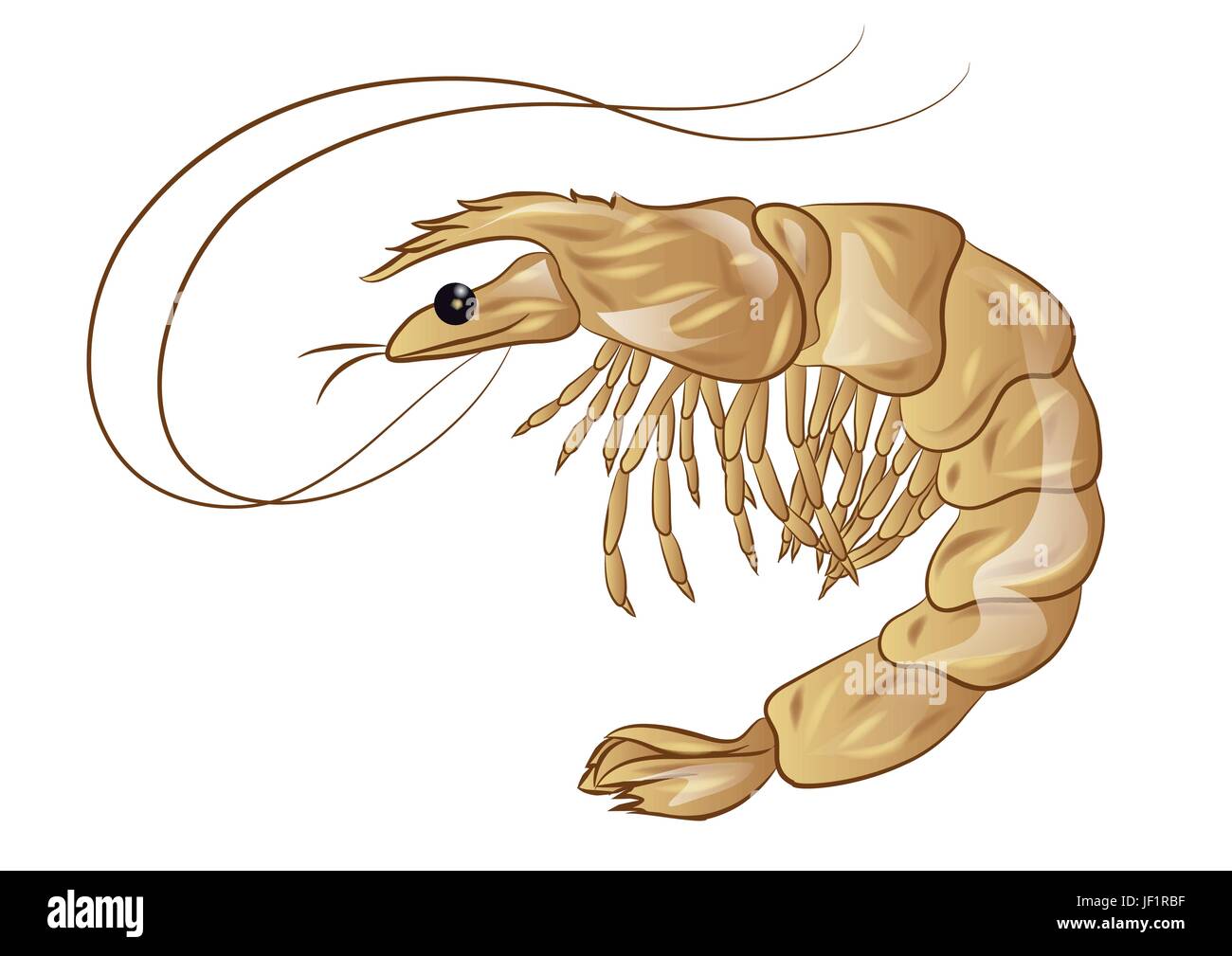 Prawn tail Stock Vector Images - Alamy