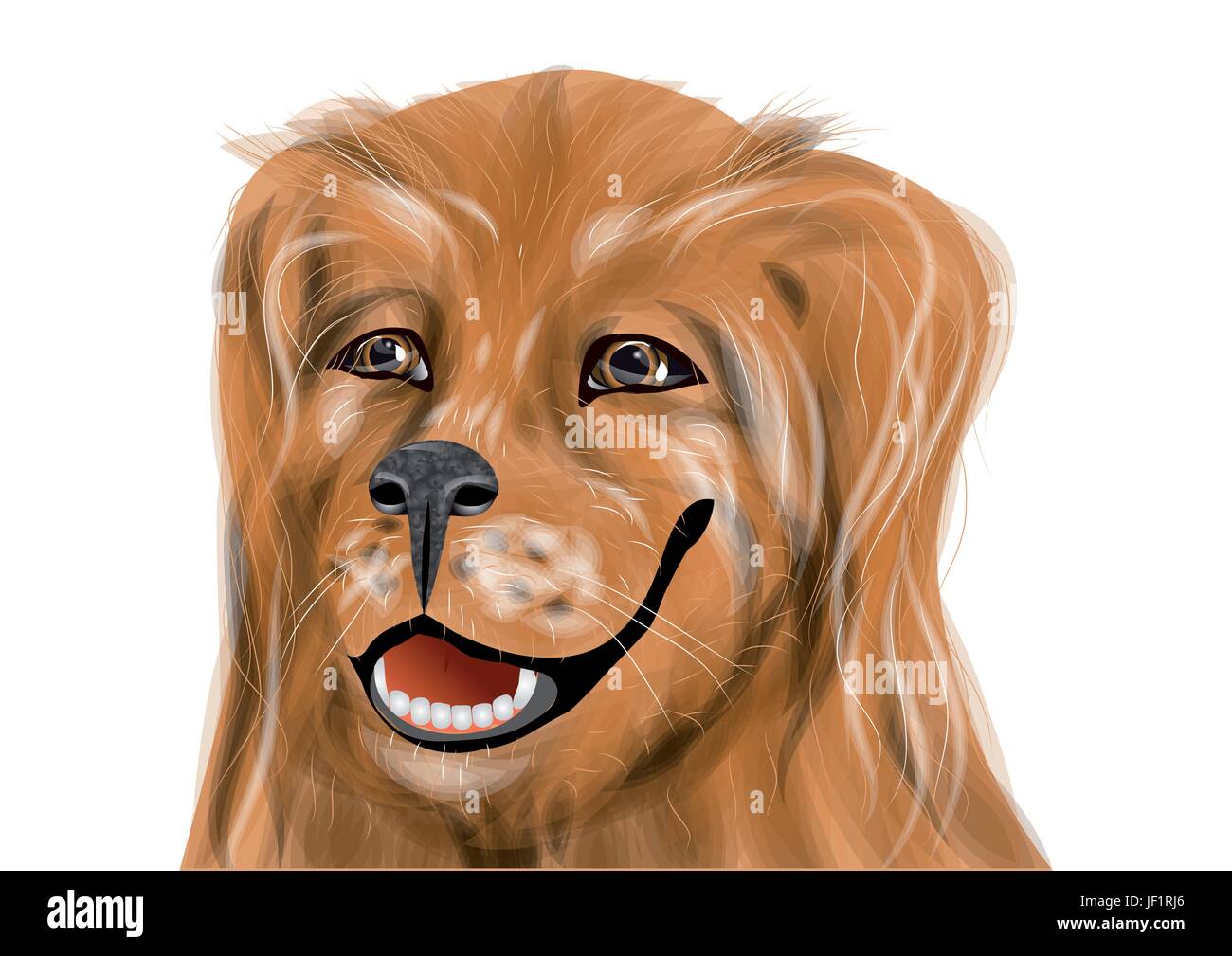 isolated, animal, pet, face, portrait, dog, golden, wise, attentive ...