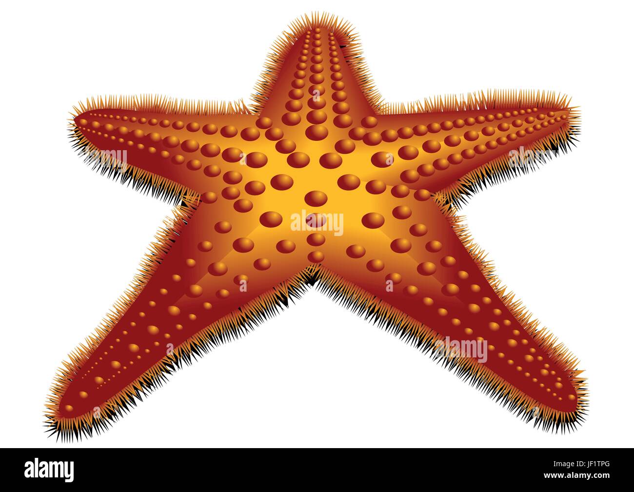 isolated, animal, illustration, exotic, shellfish, tropical, starfish ...