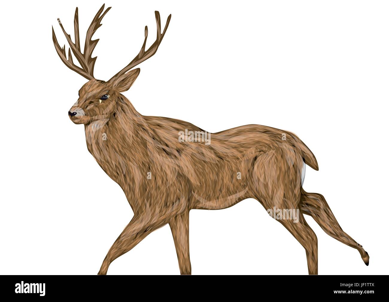 walk, go, going, walking, isolated, animal, buck, horn, illustration ...