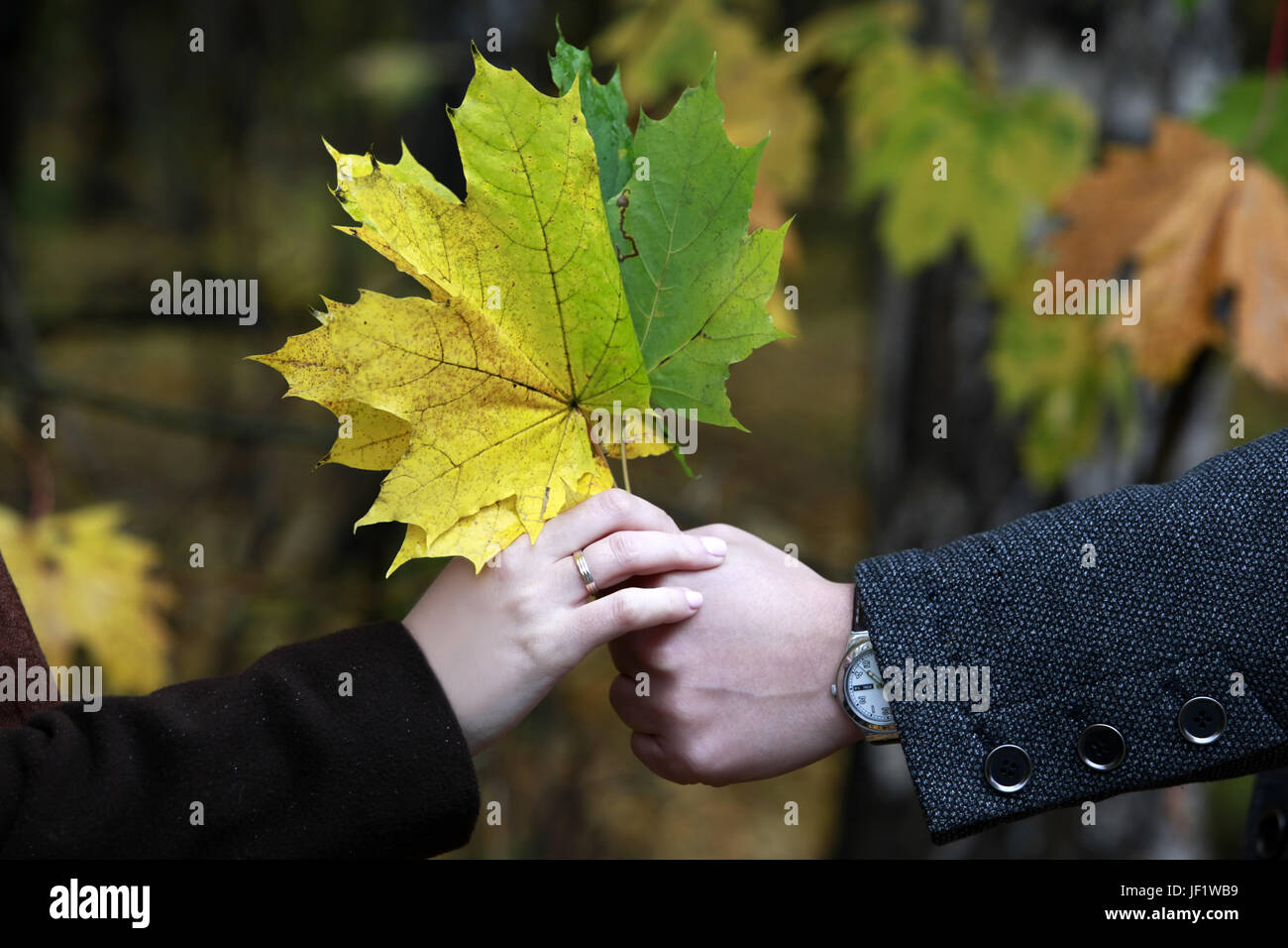 Bunch of maple leaves Stock Photo - Alamy