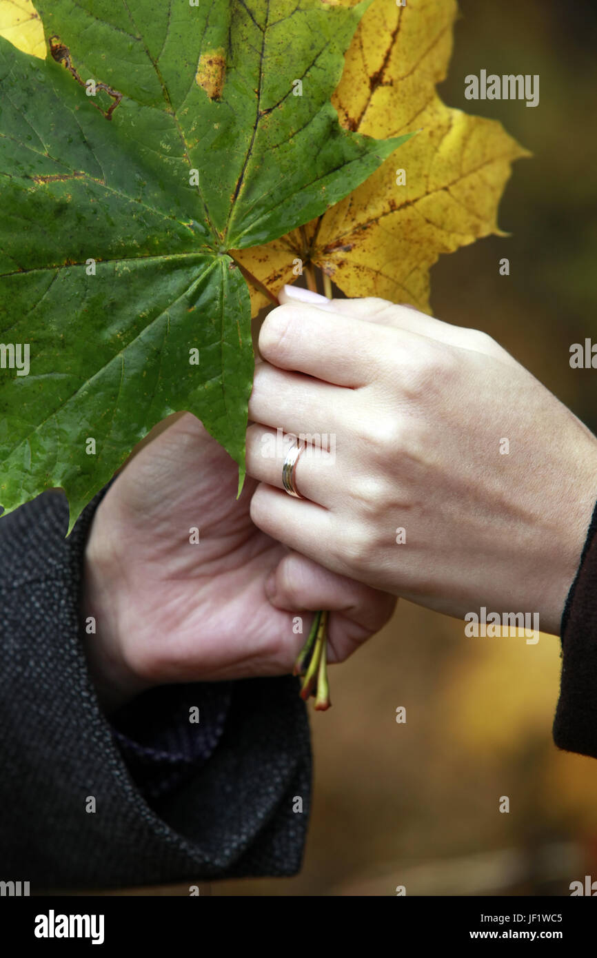 Bunch of maple leaves Stock Photo - Alamy