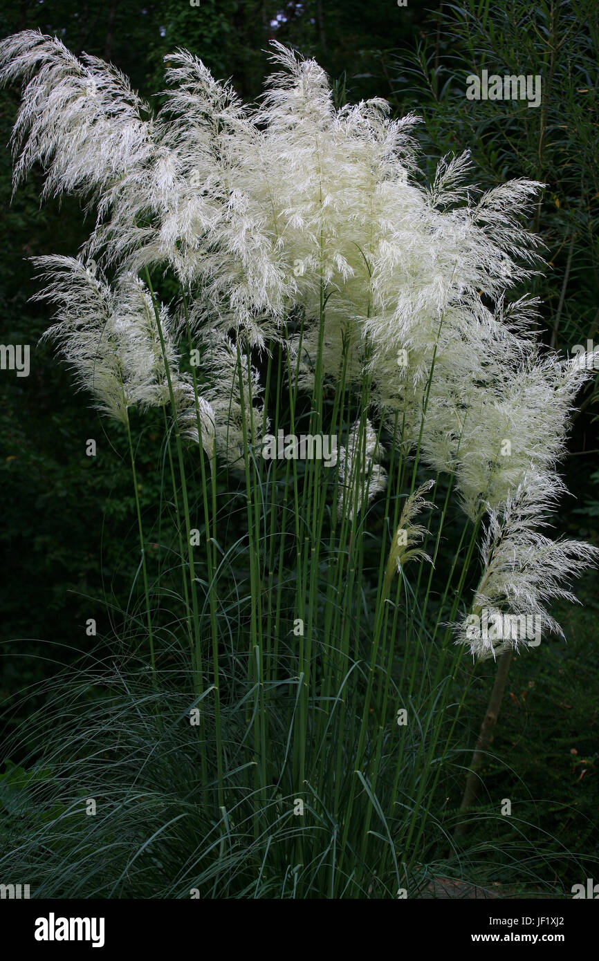 Pampas grass, Cortaderia selloana Stock Photo - Alamy
