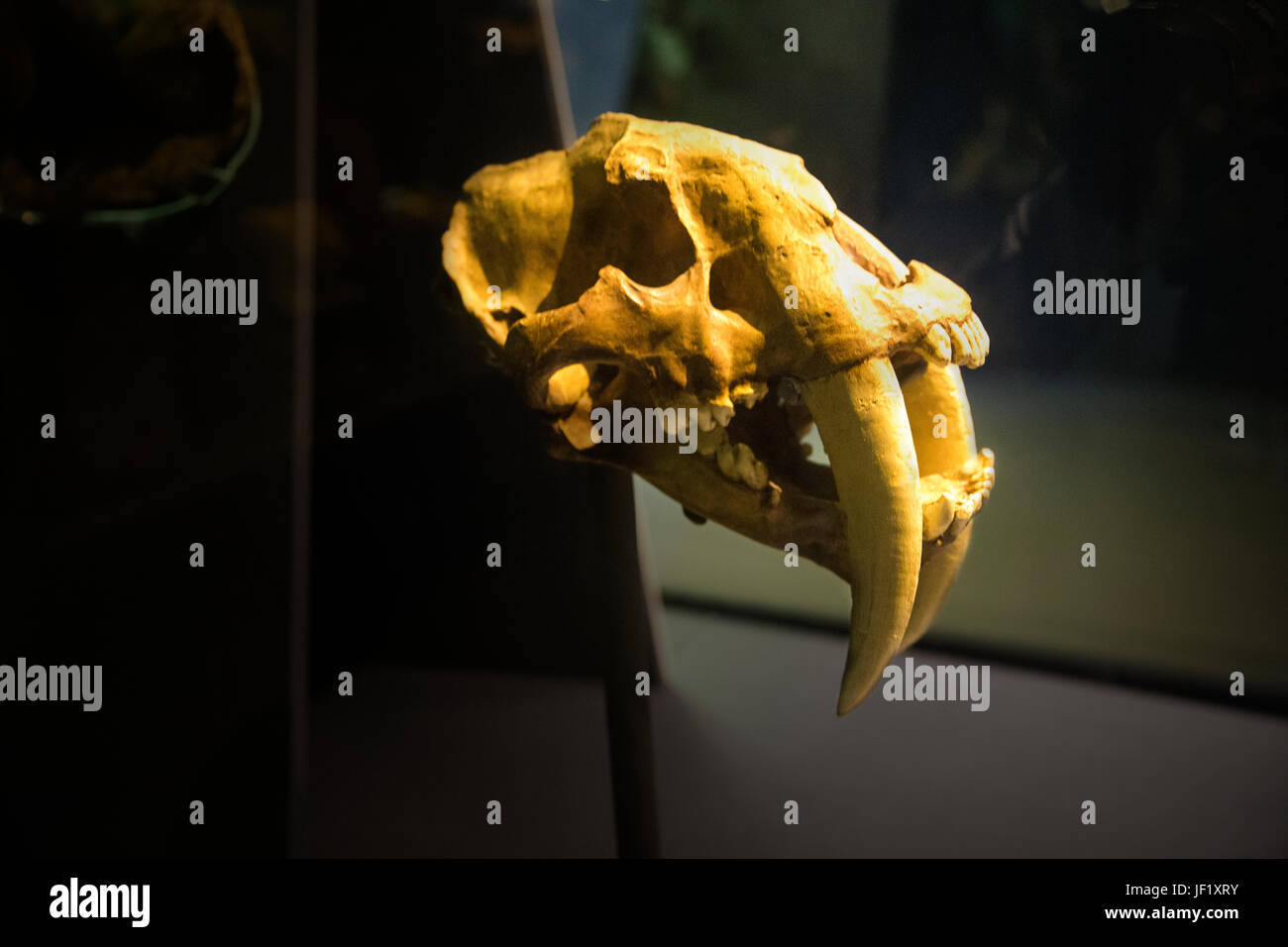 Skull of an extinct sabre-toothed tiger (Smilodon) seen at the Natural ...