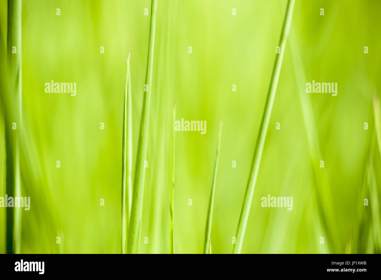 grass soft focus wide Stock Photo - Alamy