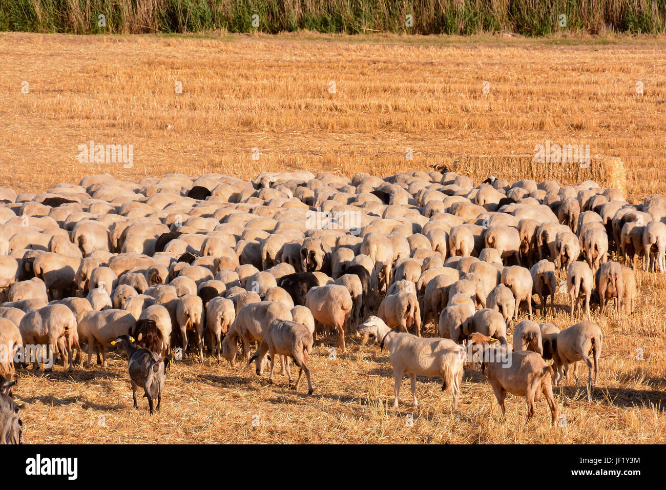 flock of sheep Stock Photo - Alamy