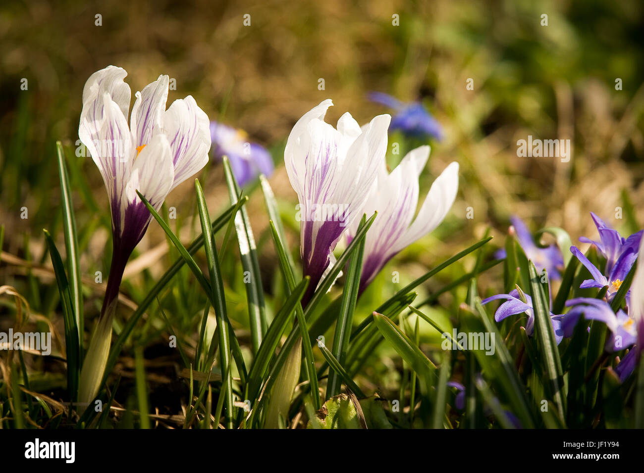 Beautiful white crocus flowers on a natural background in spring Stock ...