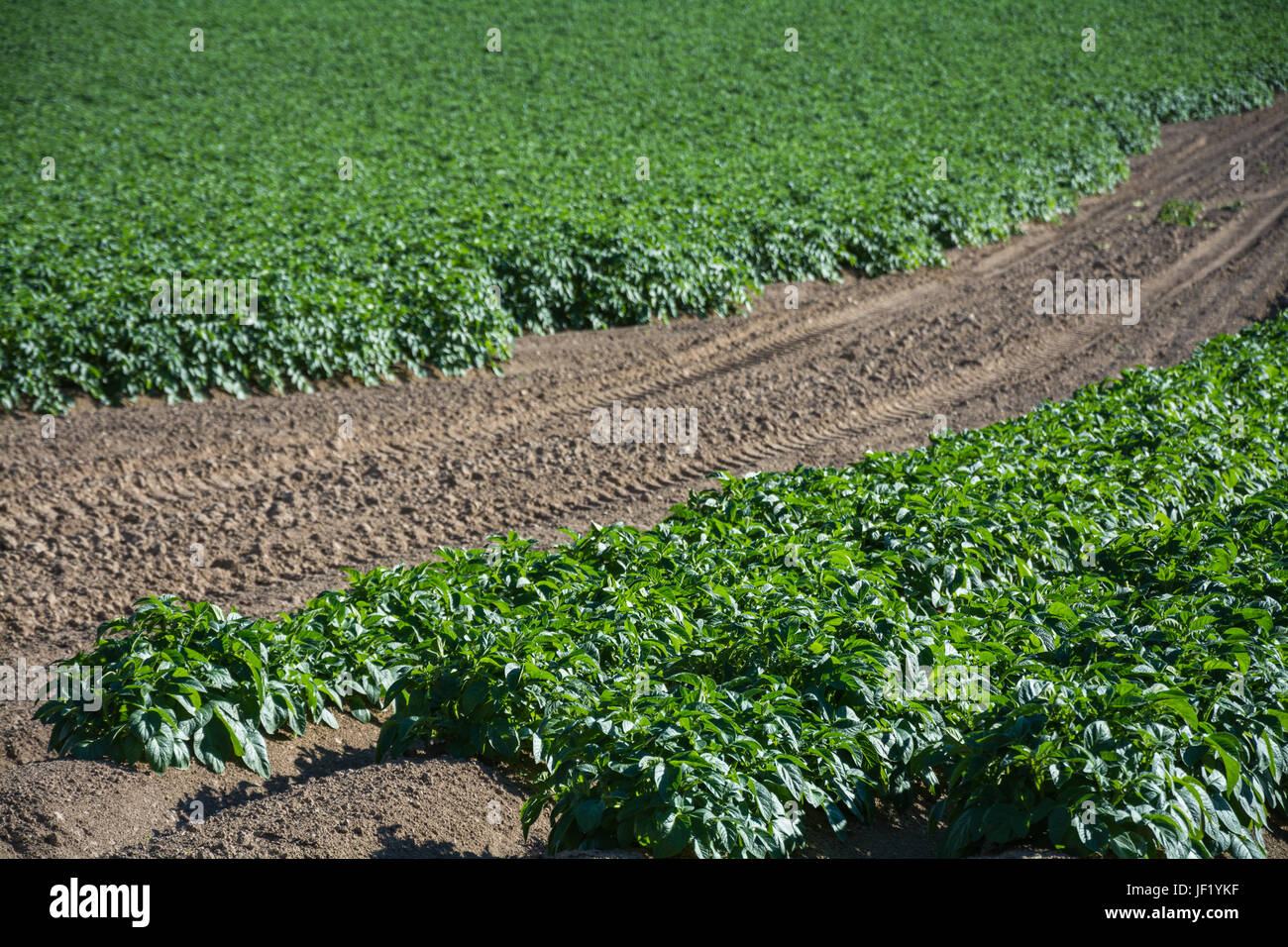 Potato Farming Uk High Resolution Stock Photography and Images - Alamy