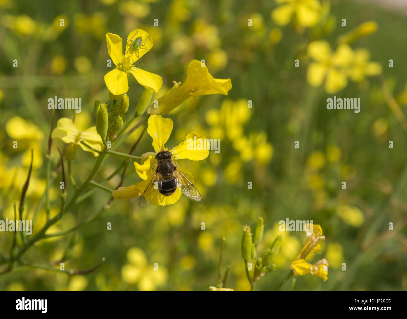 Sea radish hi-res stock photography and images - Alamy