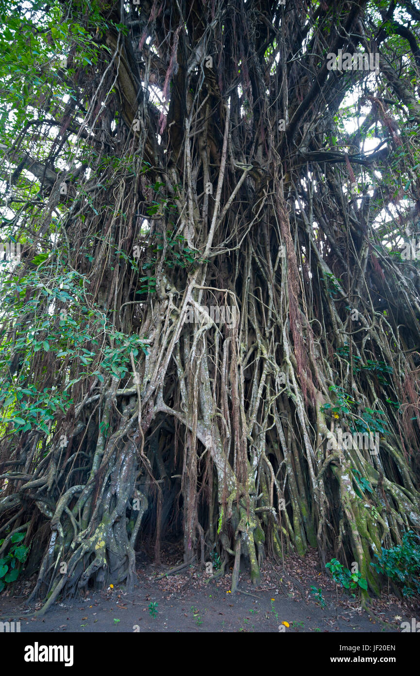 Giant banyan tree at the Island of Tanna, Vanuatu, South Pacific Stock ...