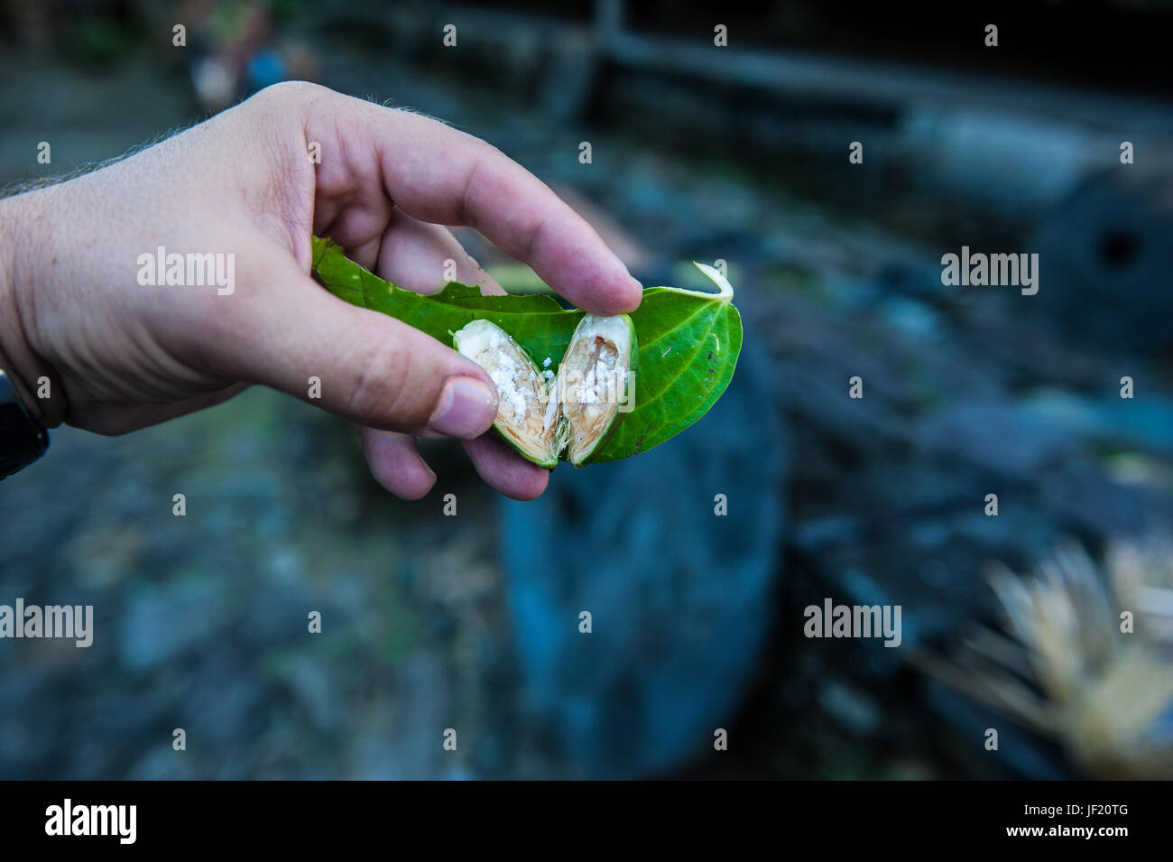 Beetle nut hi-res stock photography and images - Alamy