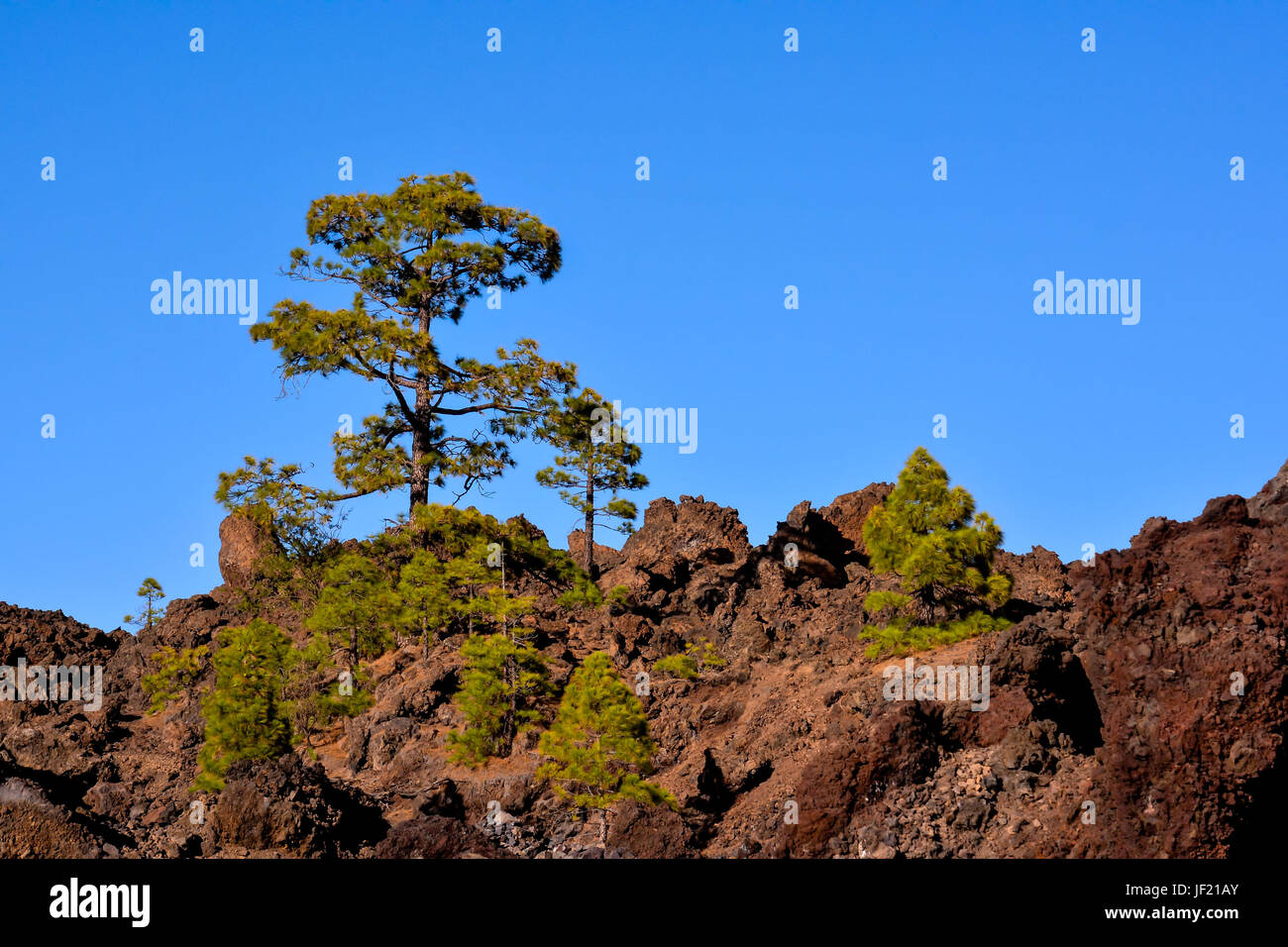 Pine Tree View Stock Photo - Alamy