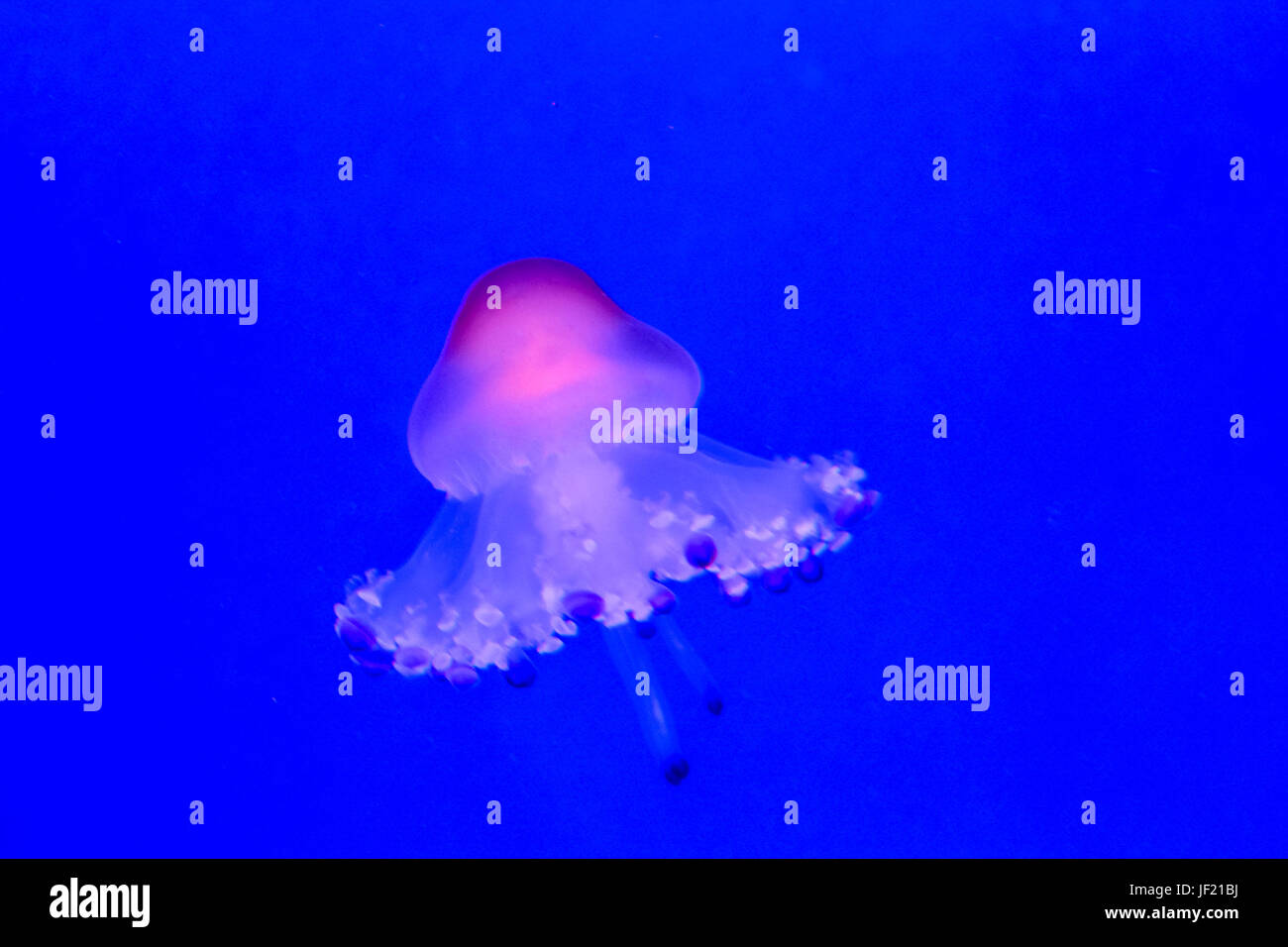 Jellyfish Dangerous Poisonous Medusa Stock Photo - Alamy