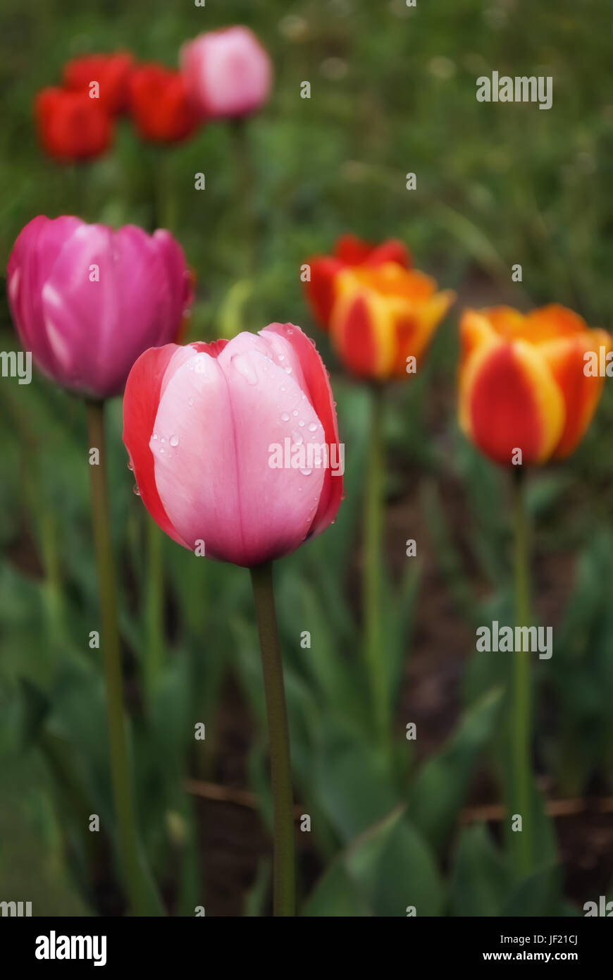Pink and red tulips Stock Photo - Alamy