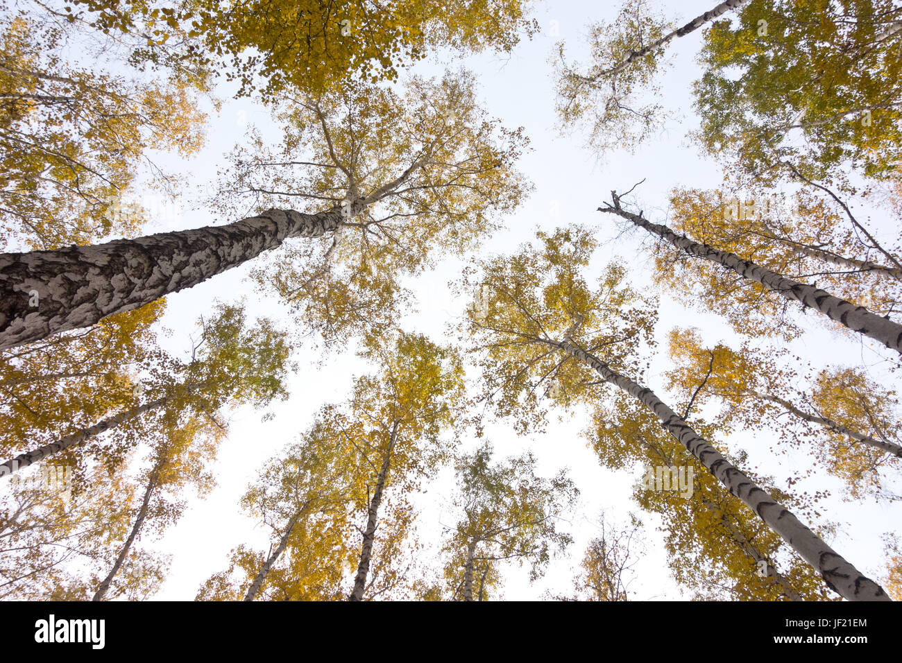 looking up in forest Stock Photo - Alamy