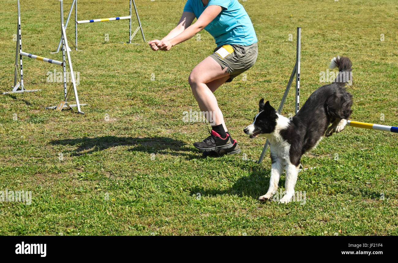 Tunnel dog agility show hi-res stock photography and images - Alamy
