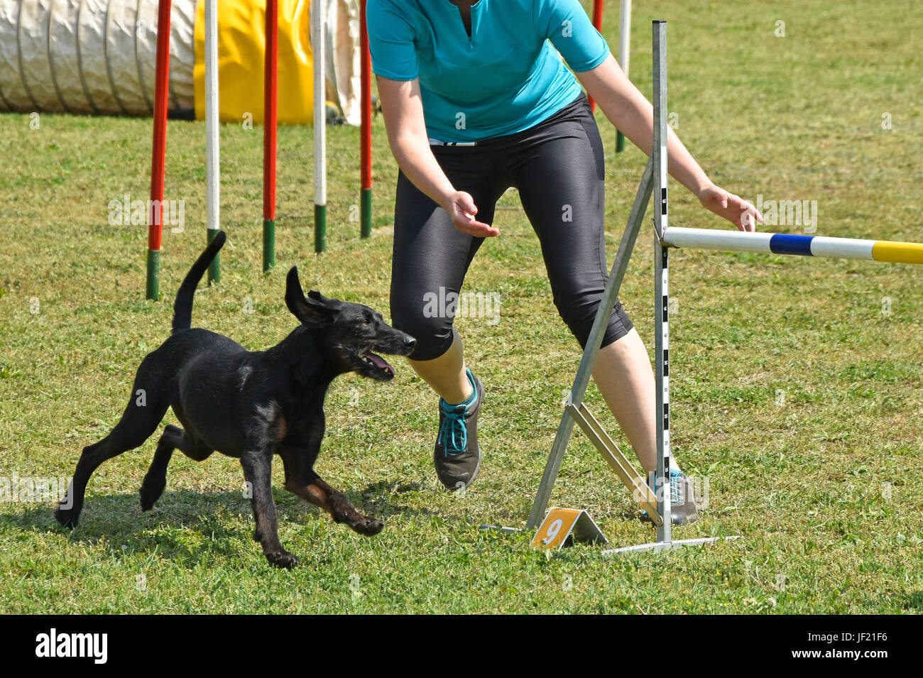 Dog beauty contest hi-res stock photography and images - Alamy