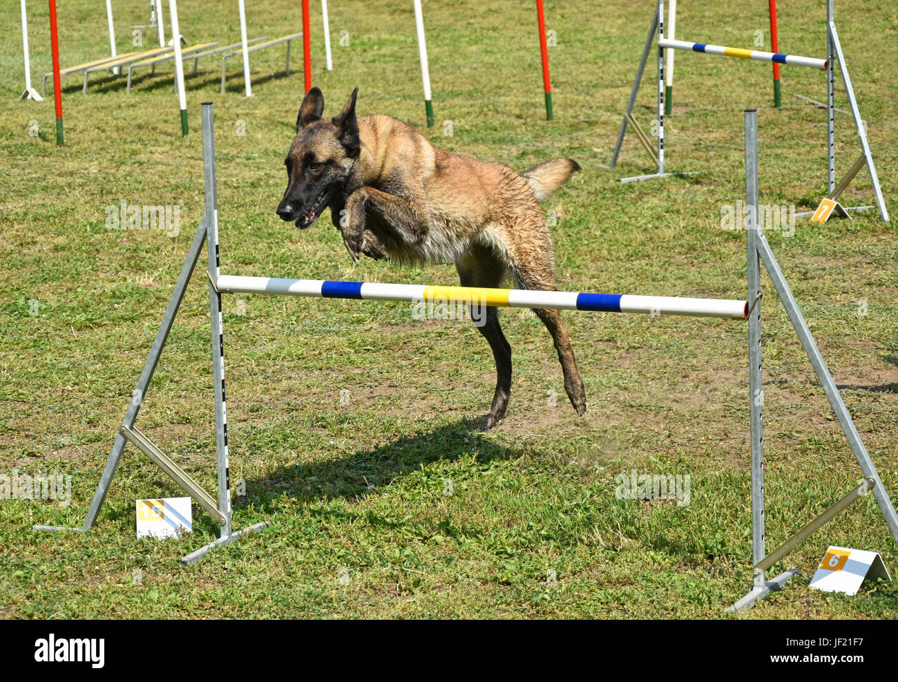 Dog agility contest Stock Photo - Alamy