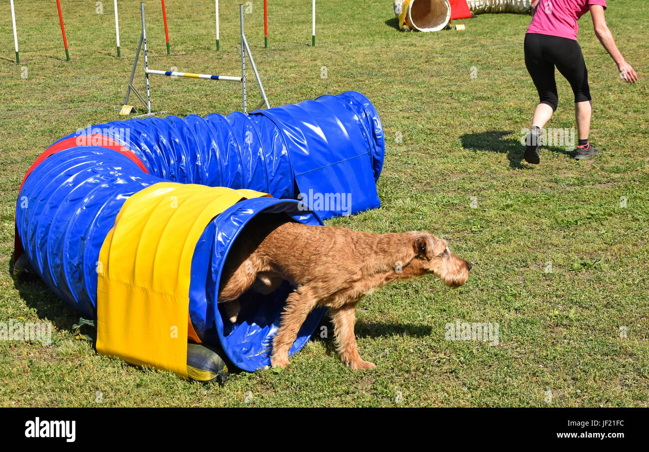 Dog agility contest Stock Photo - Alamy