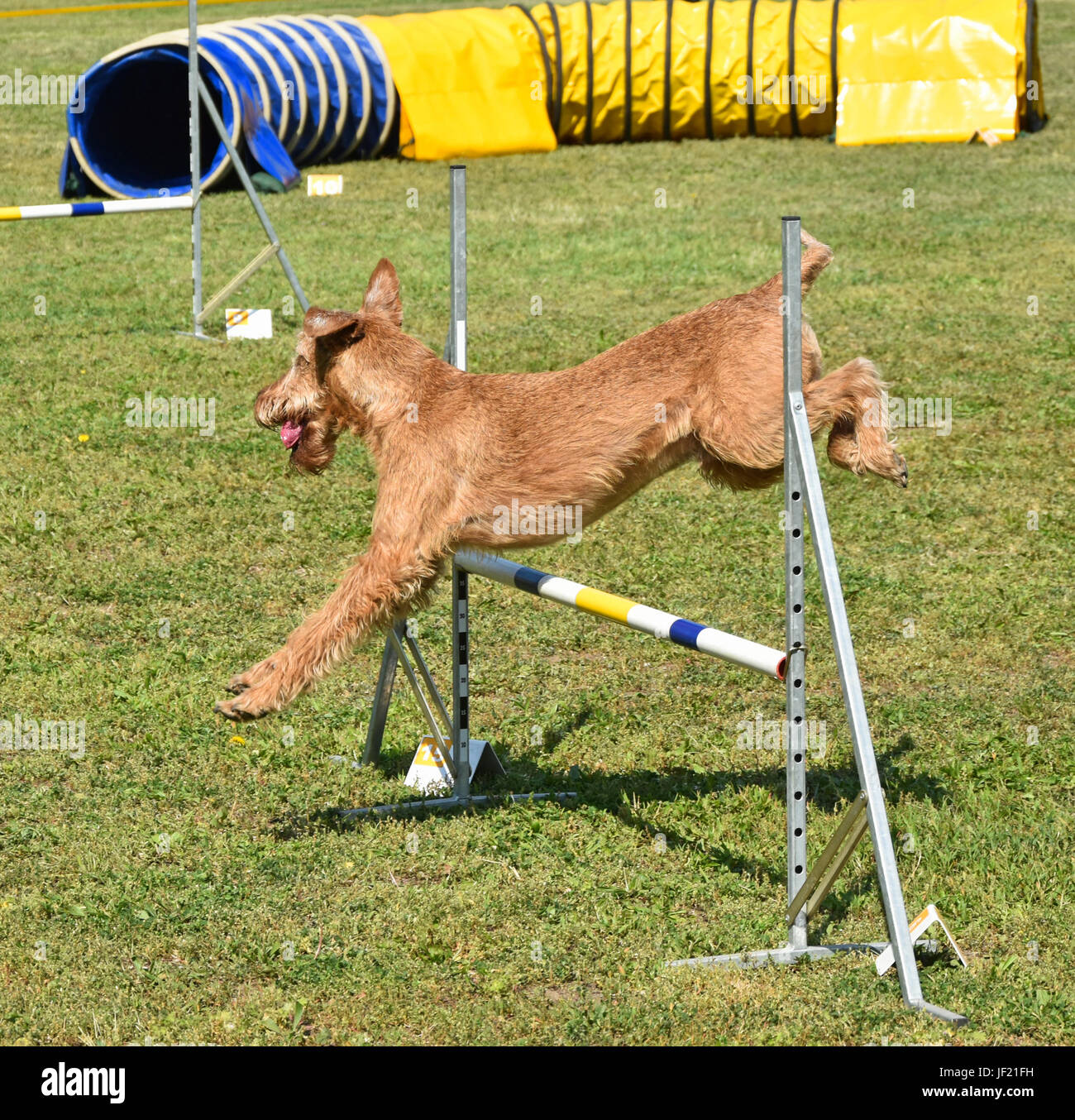 Agility contest hi-res stock photography and images - Alamy