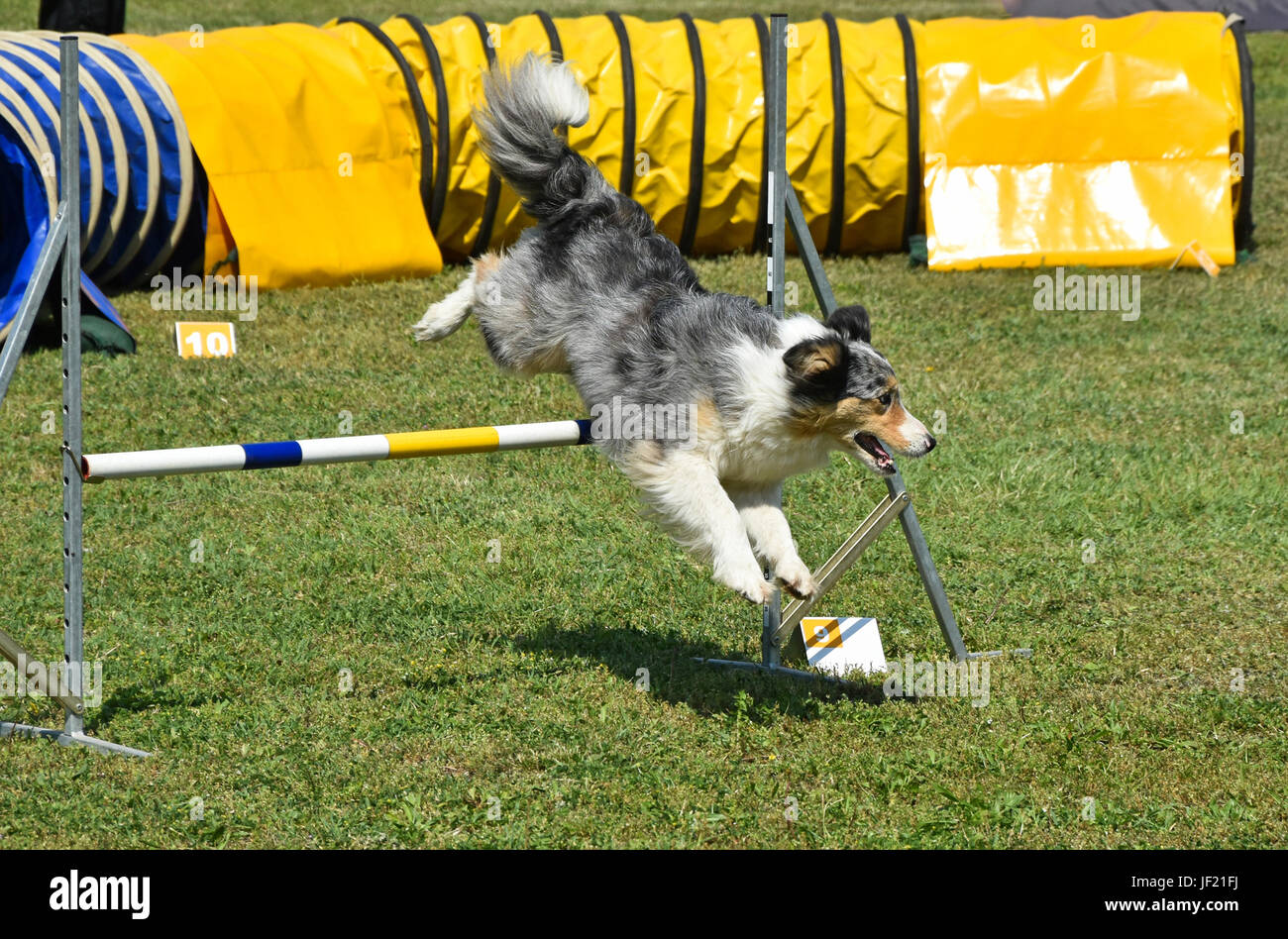 Dog agility contest Stock Photo - Alamy