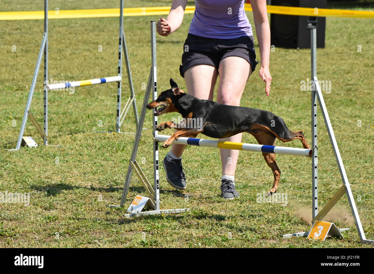 Dog beauty contest hi-res stock photography and images - Alamy