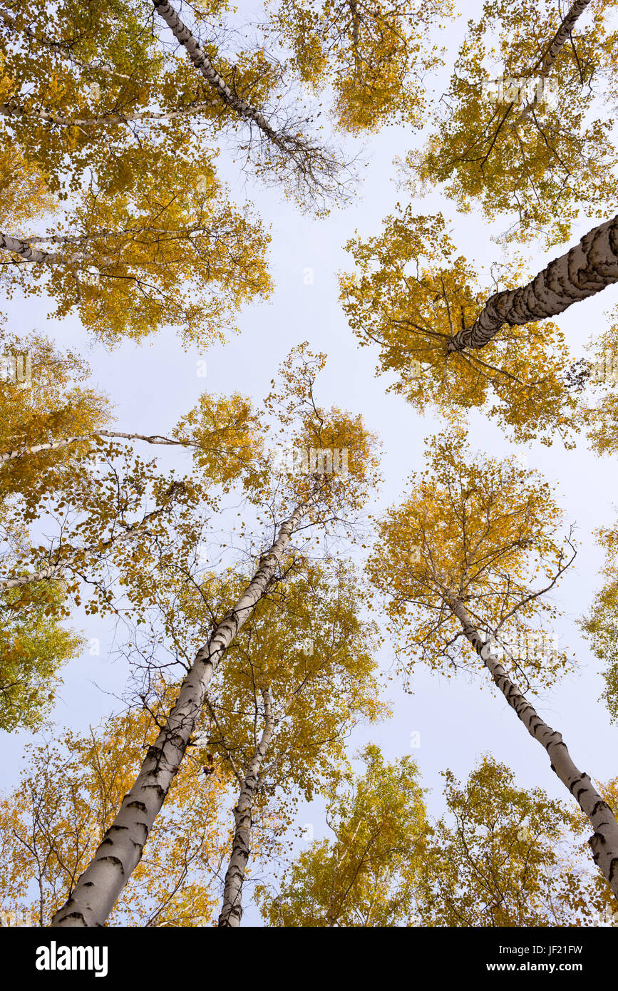 looking up in forest Stock Photo - Alamy