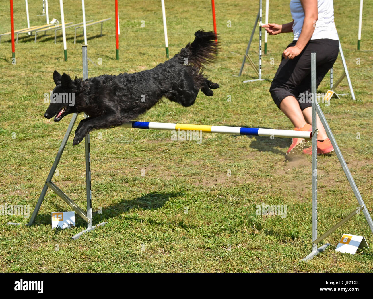 Dog agility contest Stock Photo - Alamy