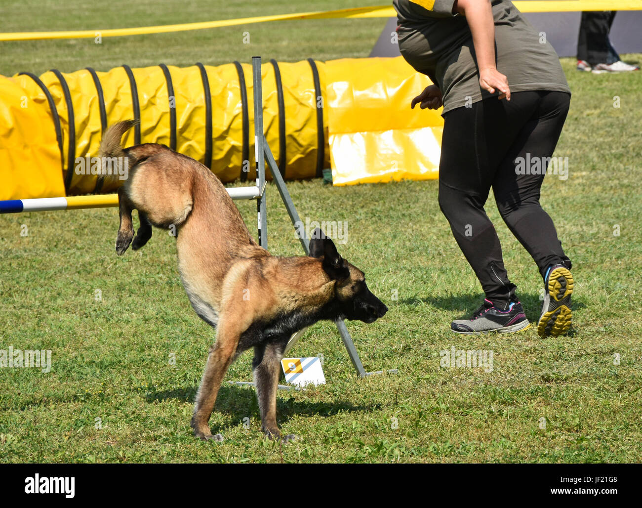 Dog agility contest Stock Photo - Alamy