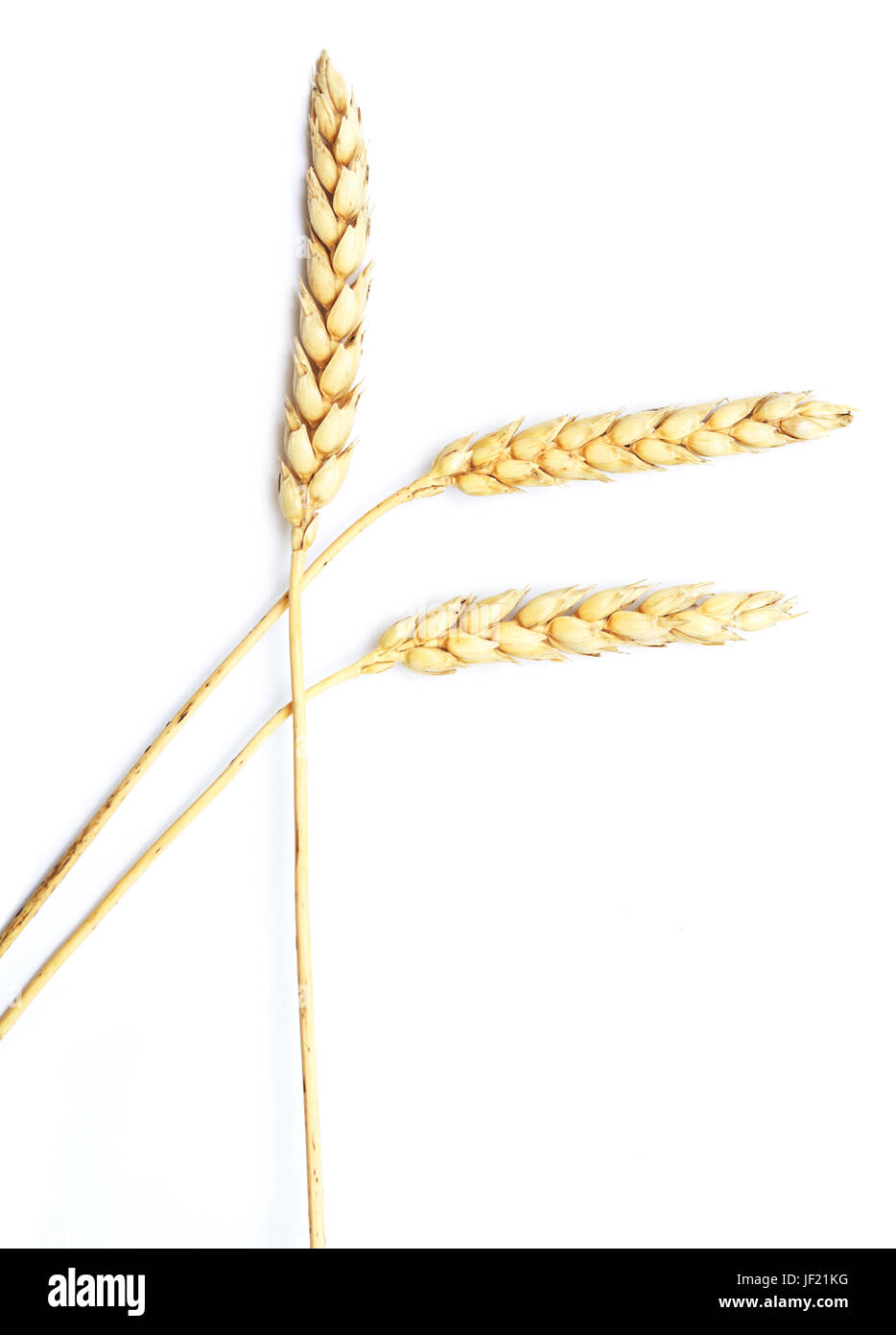 wheat on white Stock Photo - Alamy