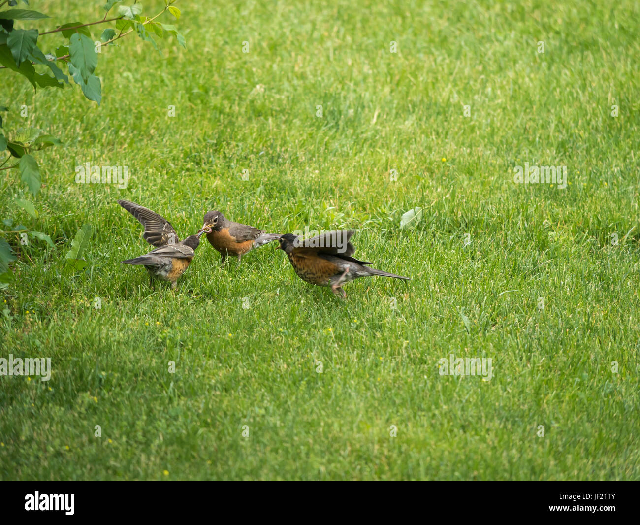 Mother robin hi-res stock photography and images - Alamy