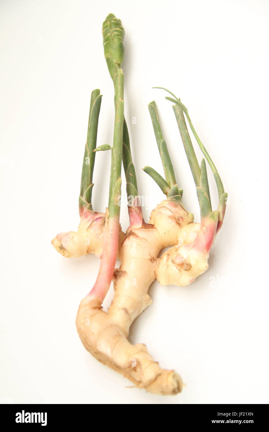 Ginger, São Paulo, Brazil Stock Photo - Alamy