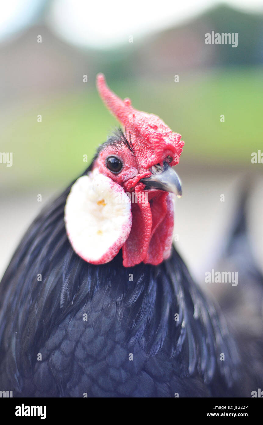 Hen chicken farmyard hi-res stock photography and images - Alamy