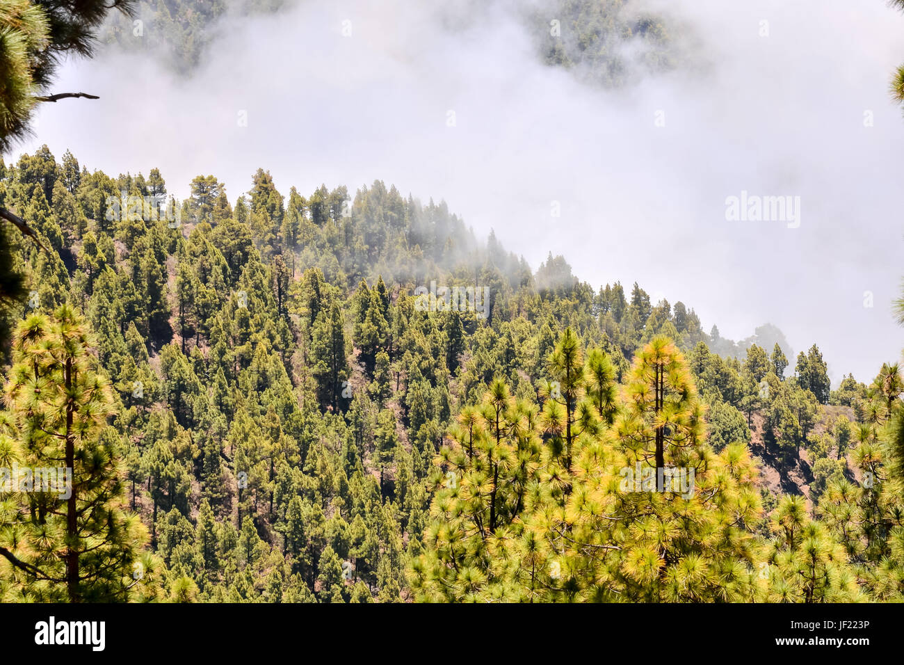 Pine Tree View Stock Photo - Alamy
